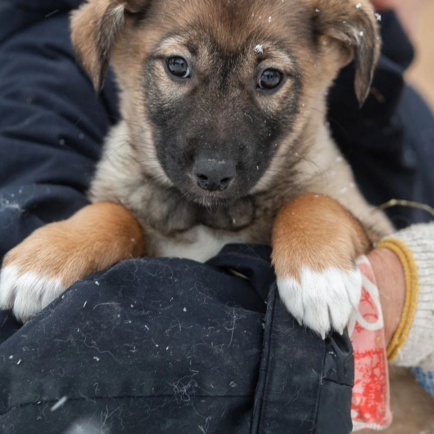 Собака в добрые руки