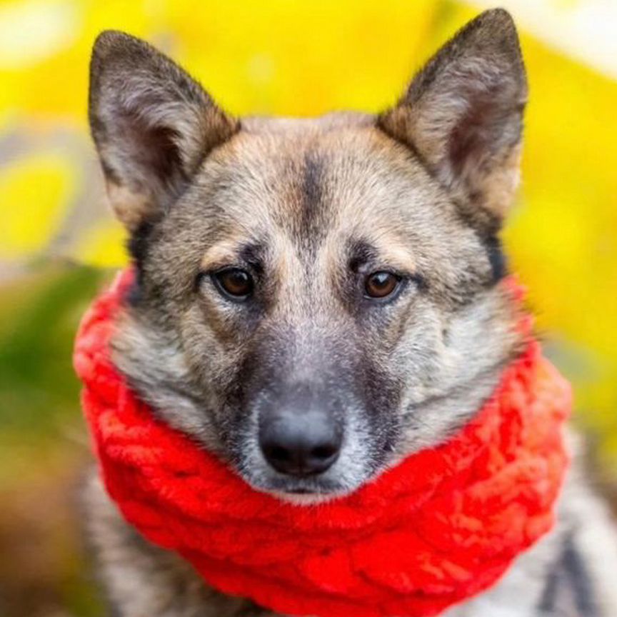 Лайка, взрослая собака