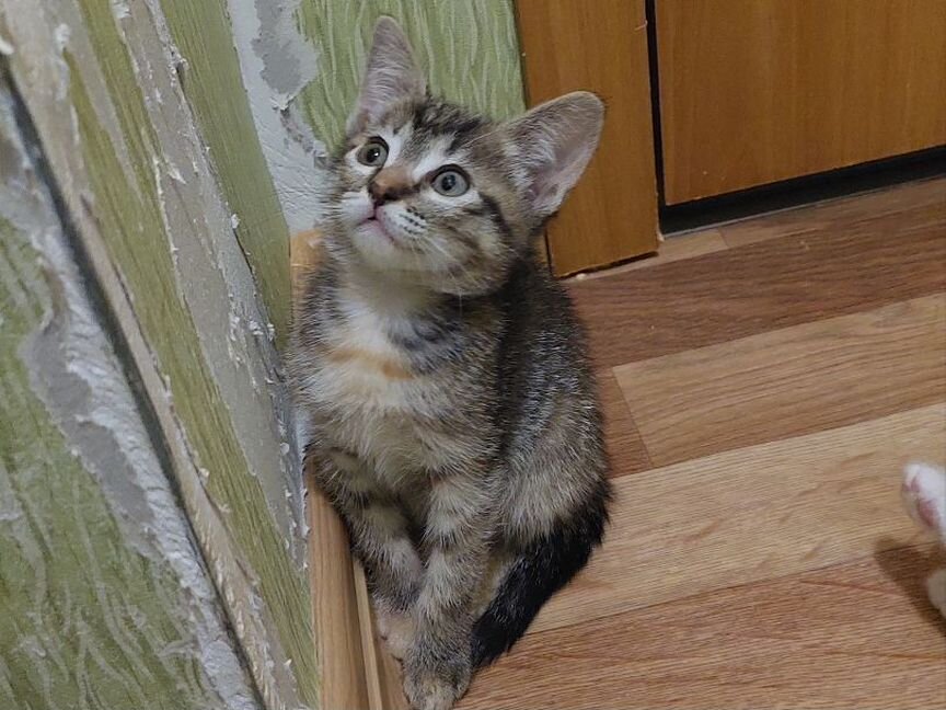 Котёнок Девочка Золото Бесплатно