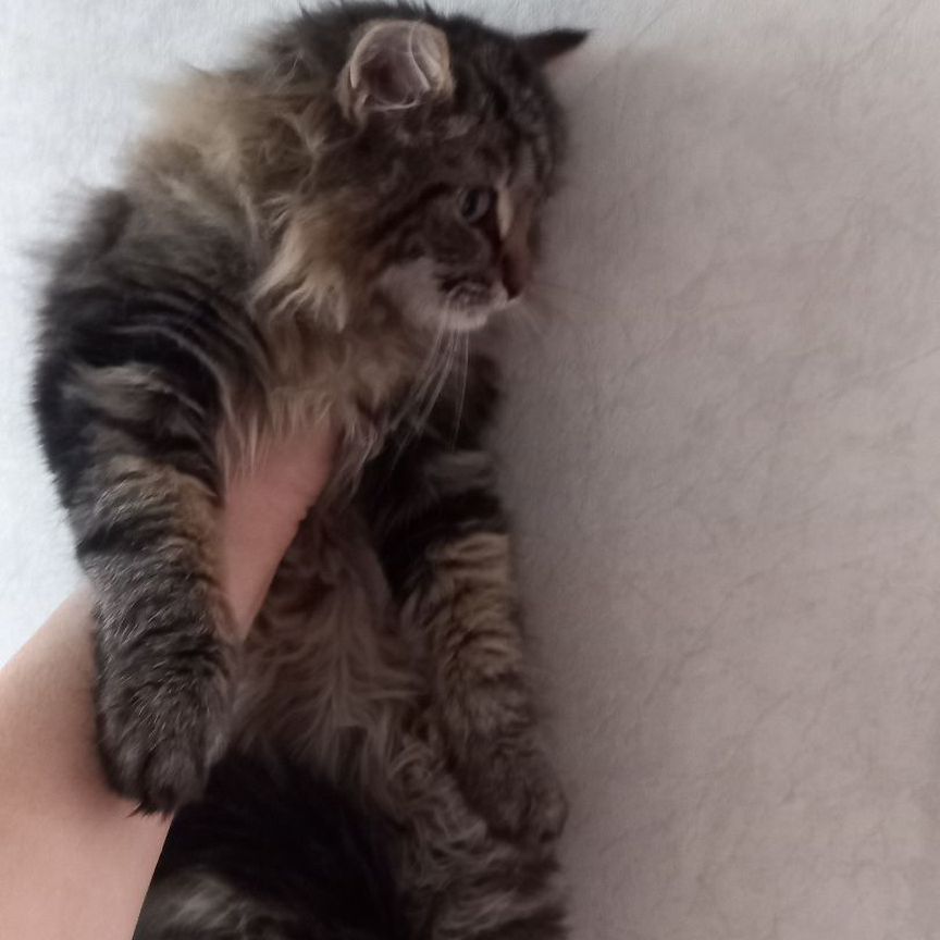 Сибирская кошечка