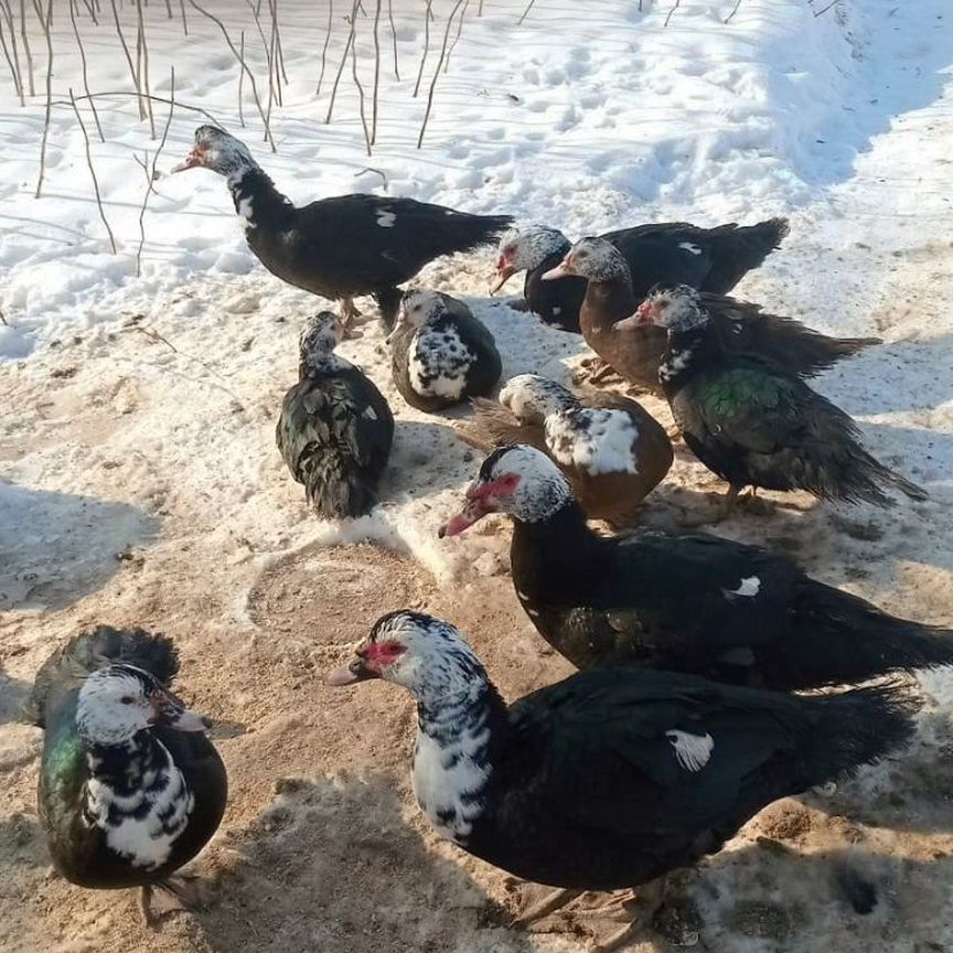 Мускусные утки, петухи