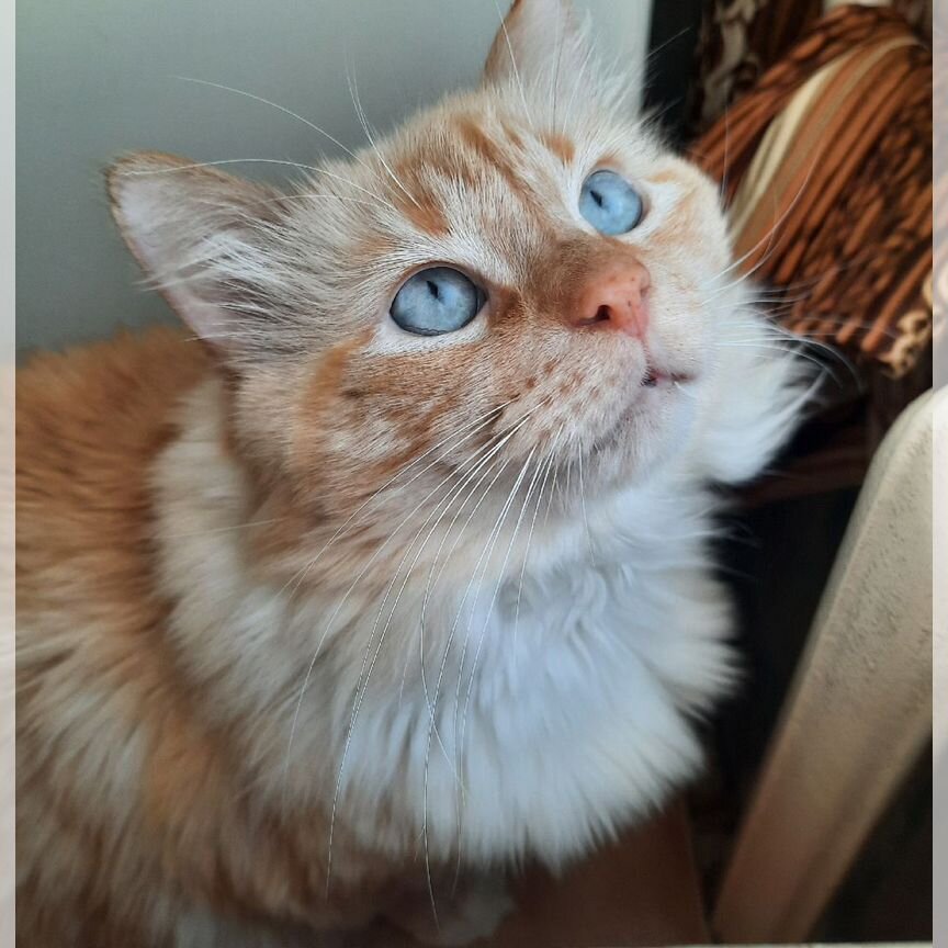 Тайский кот отдам бесплатно