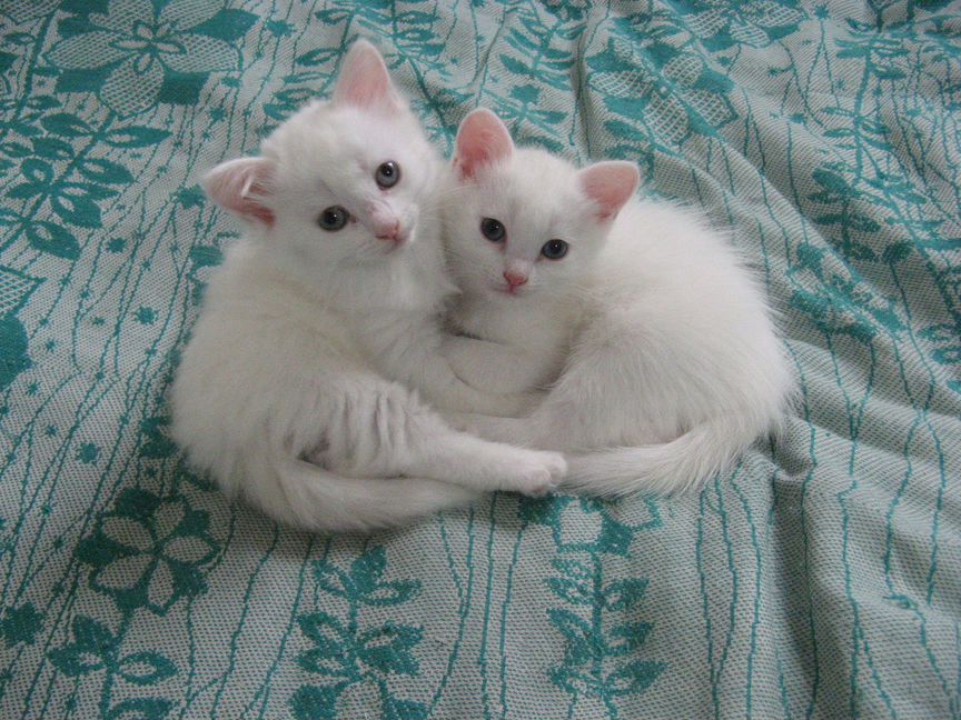 Котята девочки
