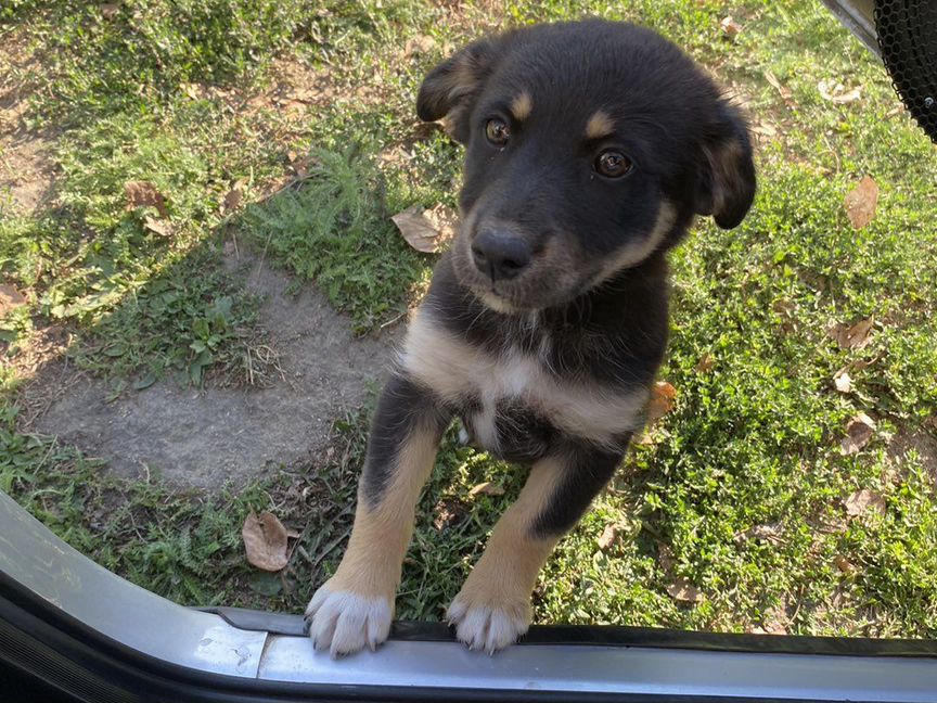 Отдам в добрые руки ласковую, дружелюбную девочку