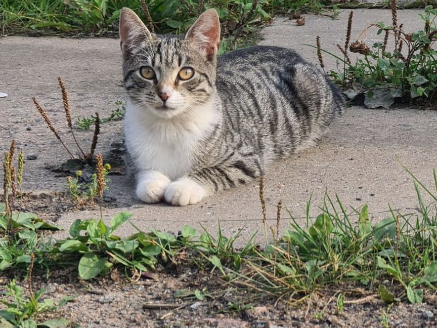 Котик на улице ищет дом