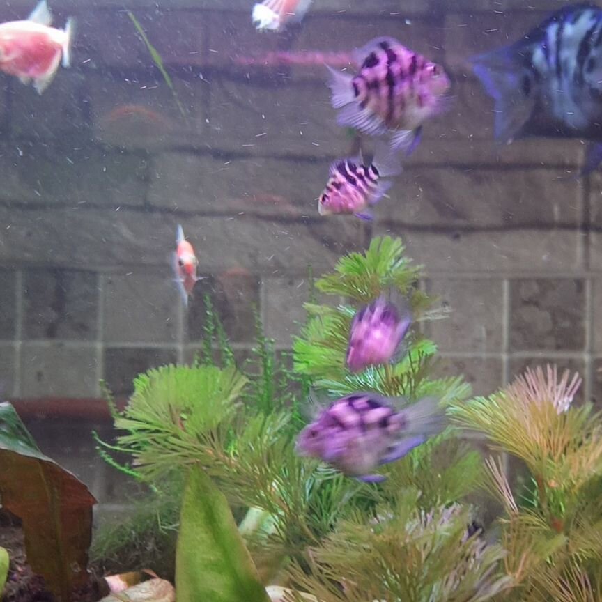 Рыбка сапфировый попугай