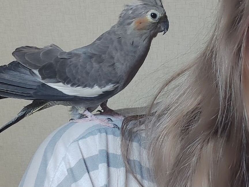 Отдам в добрые руки