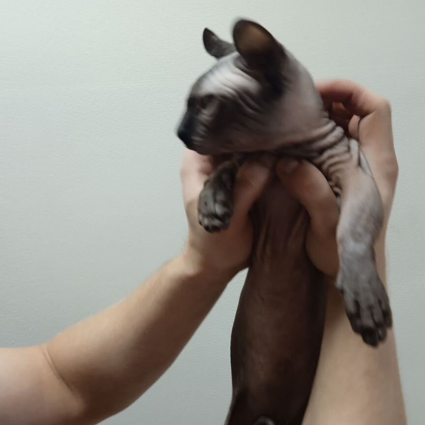 Сфинкс двельф