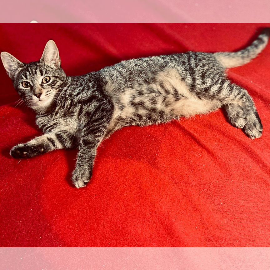 Котёнок в добрые руки