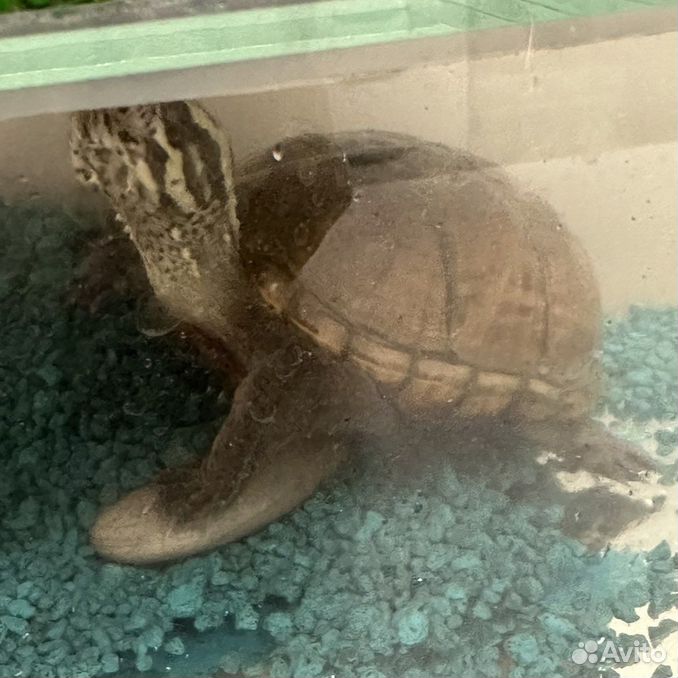 Карликовая (пенсиванская) Черепаха (водоплавающая)