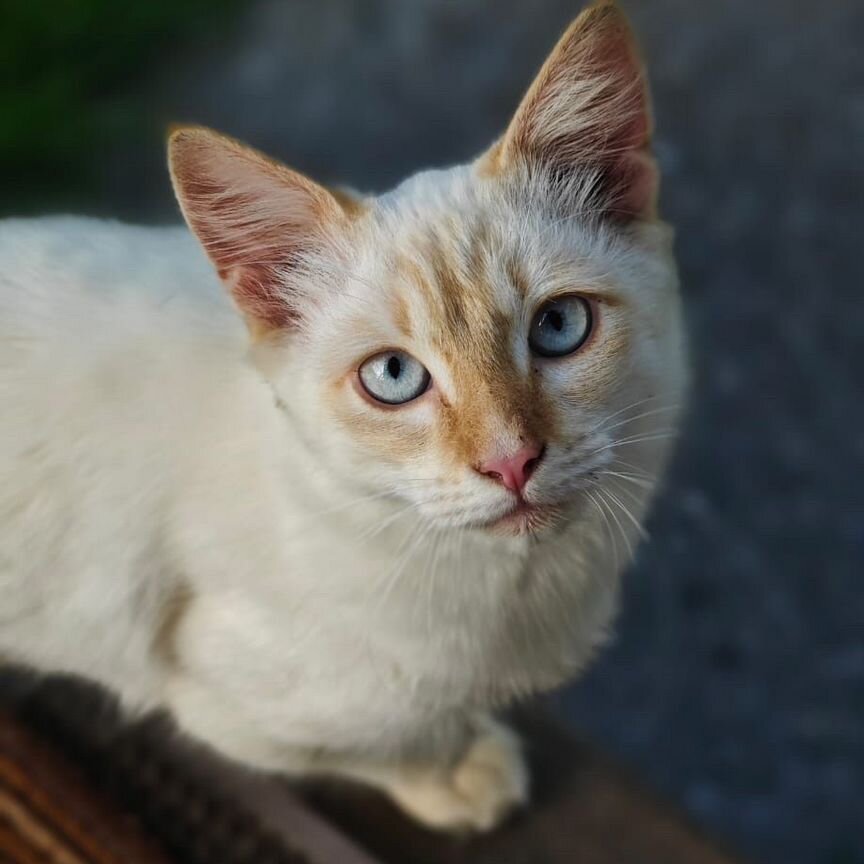 Котёнка в добрые руки