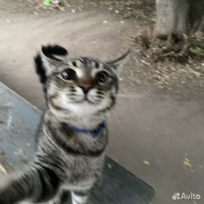 Найден кот с синим ошейником