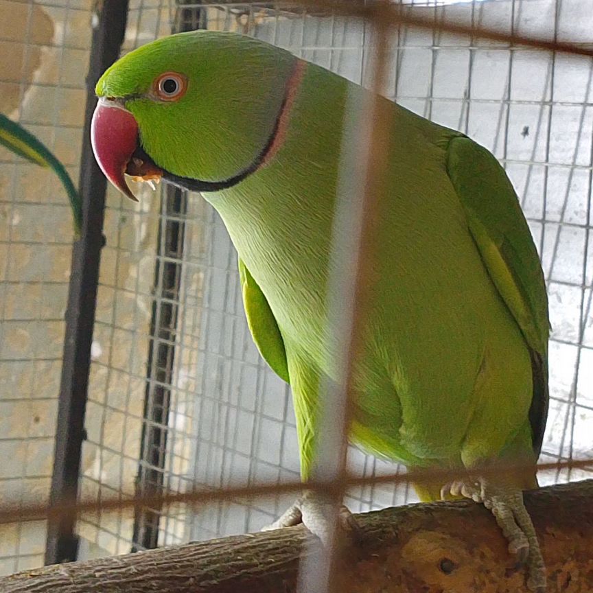 Ожереловый попугай пара