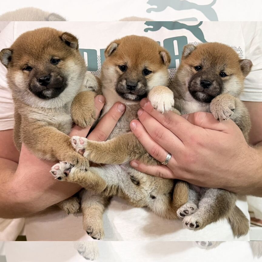 Сиба-ину, щенок