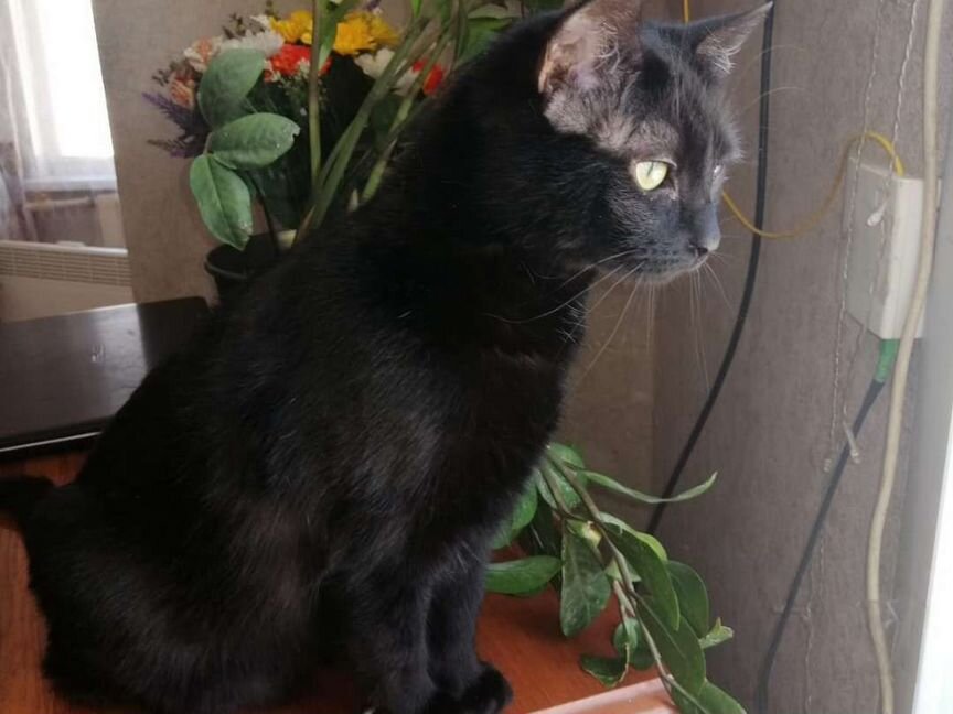 Кошка Мартина