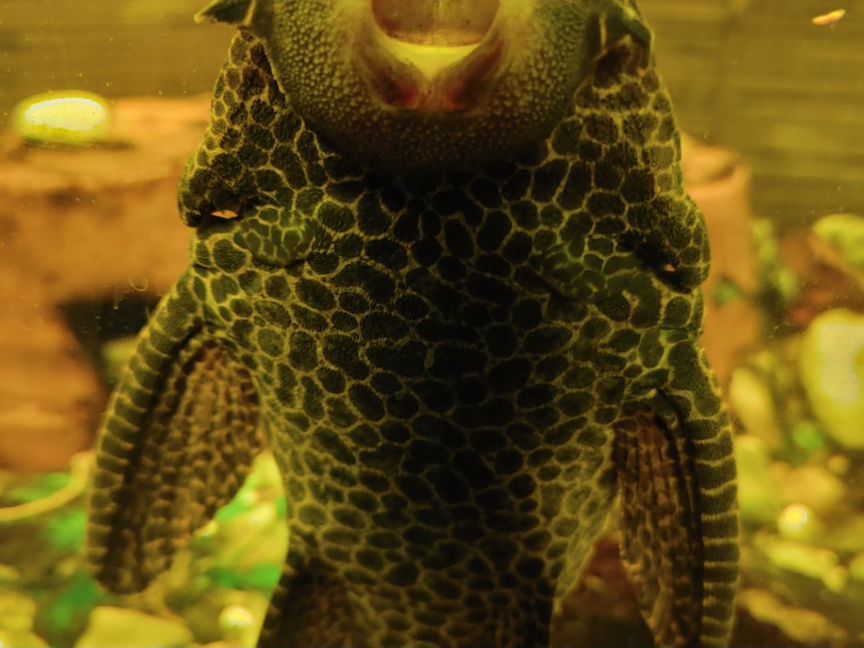 Парчовый сом птеригоплихт 35 см
