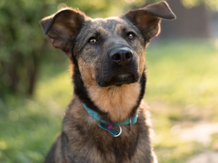 Луиза в добрые руки