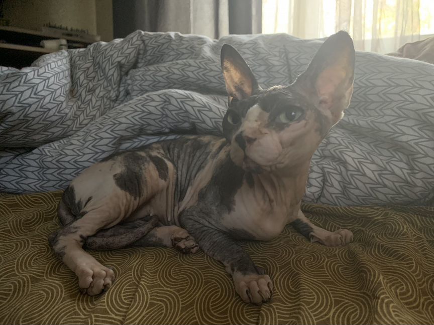 Канадский сфинкс кошка