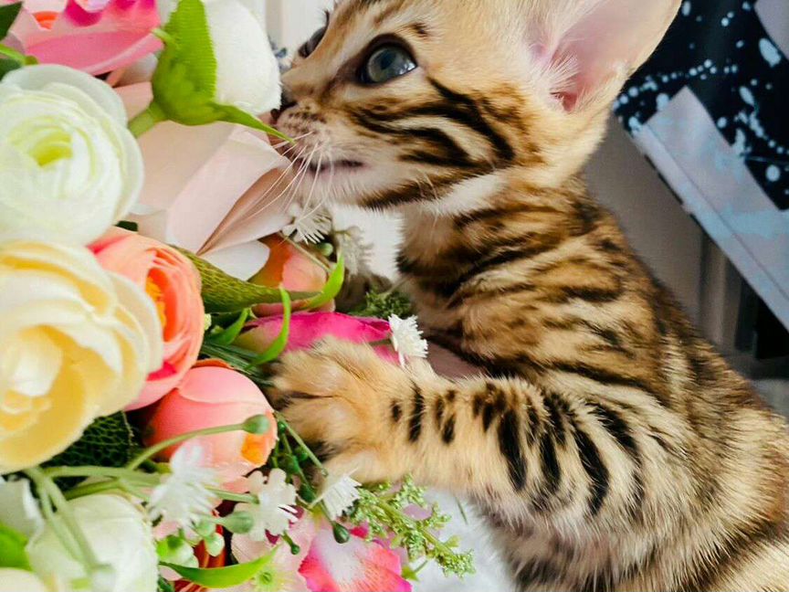 Бенгальские котята