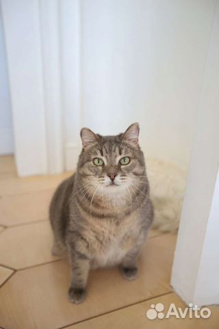 Большой кот