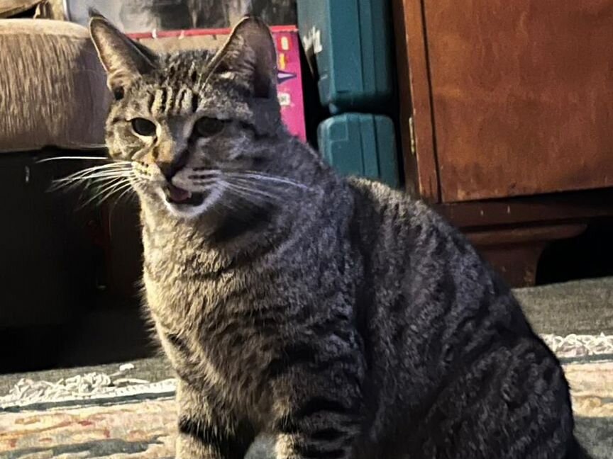 Пиксибоб с документами