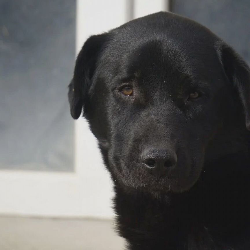 Большой грозный охранник