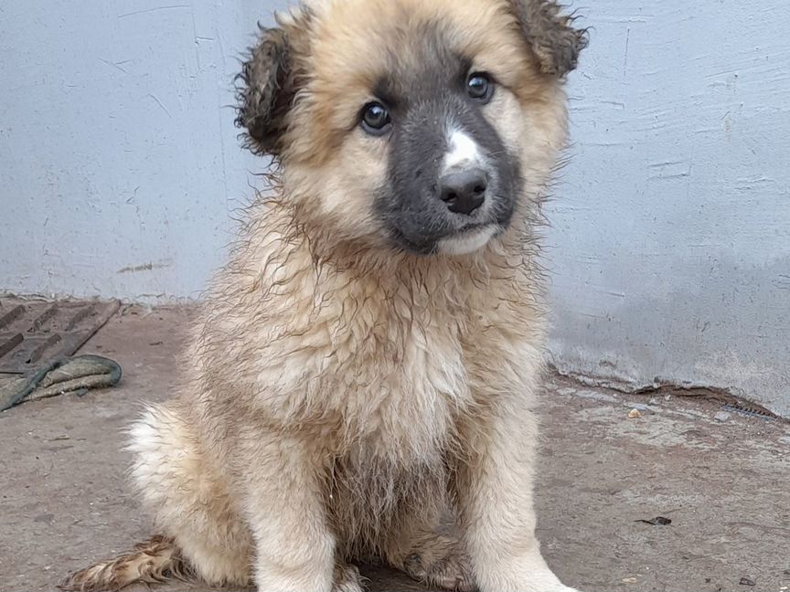 Щенок 2 мес