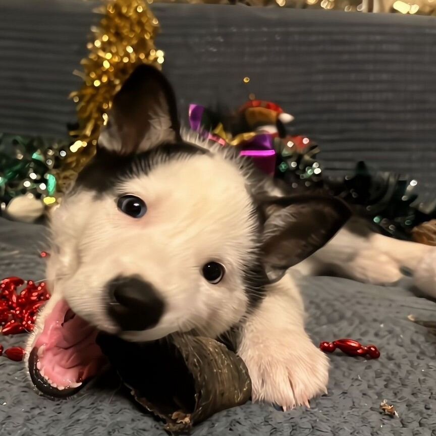 Щенок в добрые руки