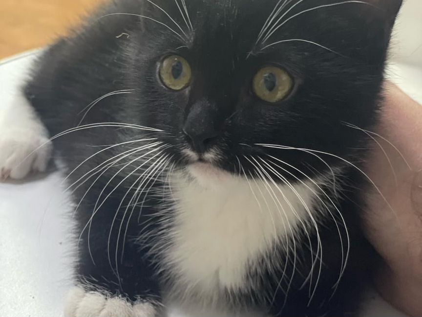 Котенок Мяу