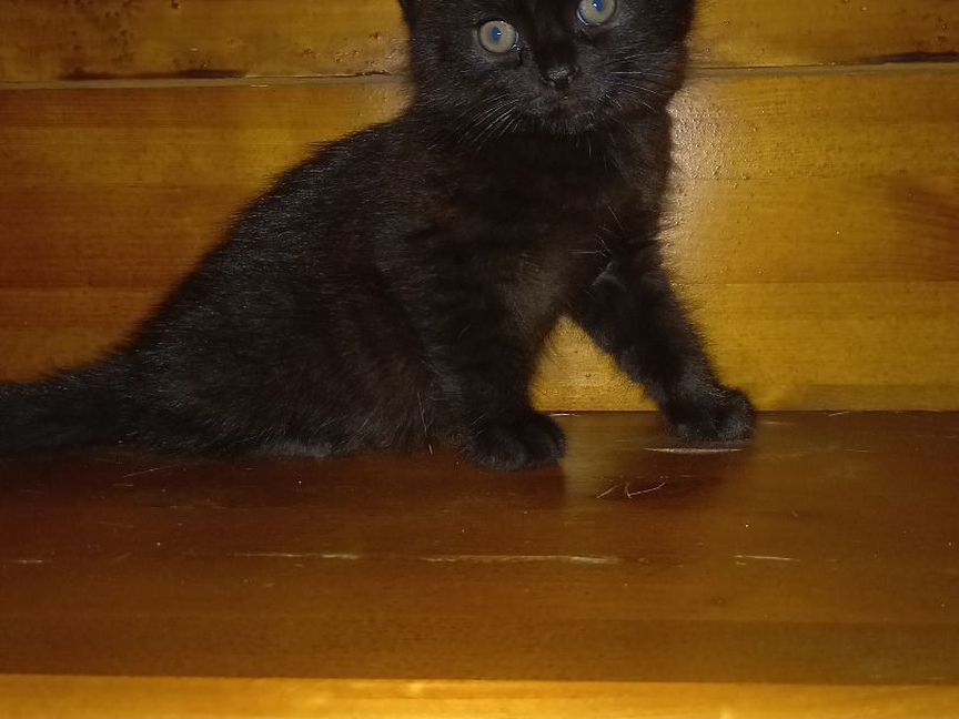 Кошки