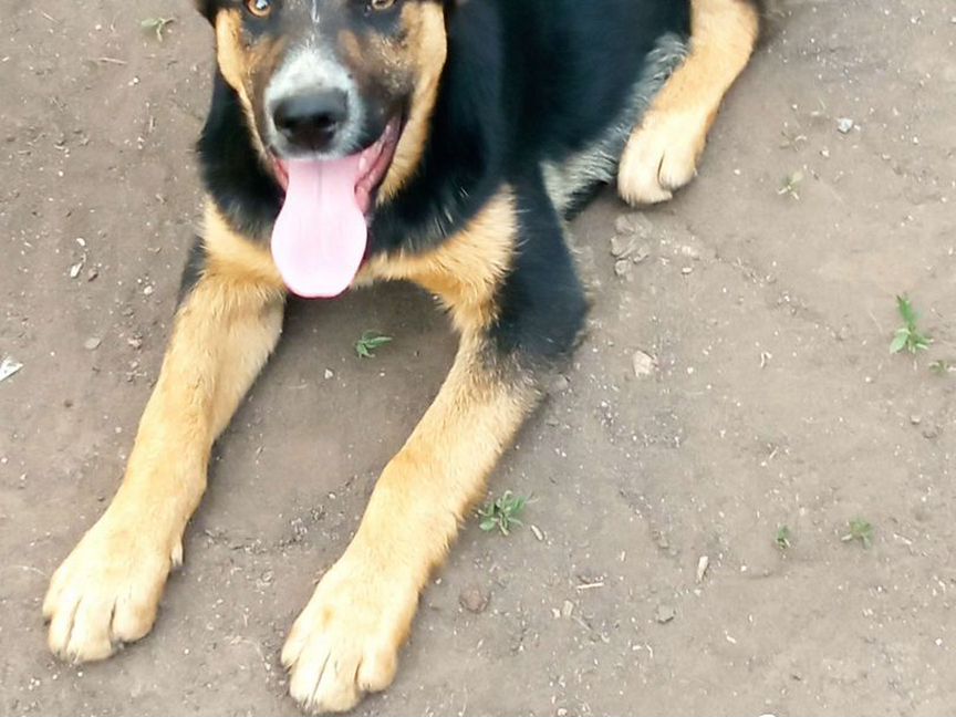 Щенки дворняги