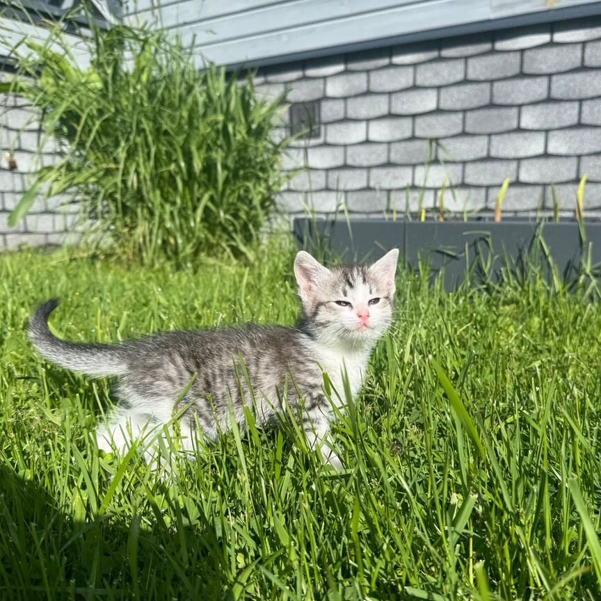Котёнок в добрые руки