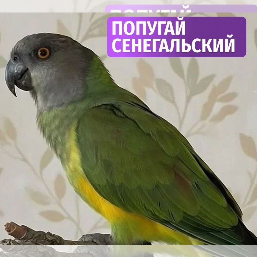 Попугай Сенегальский