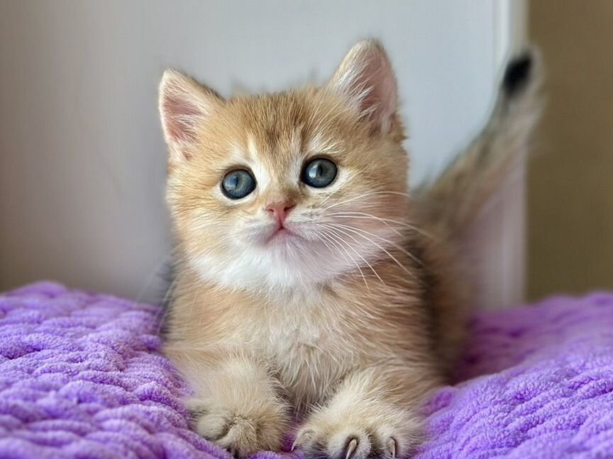 Кошечка золотая шиншилла ny11 очень яркая