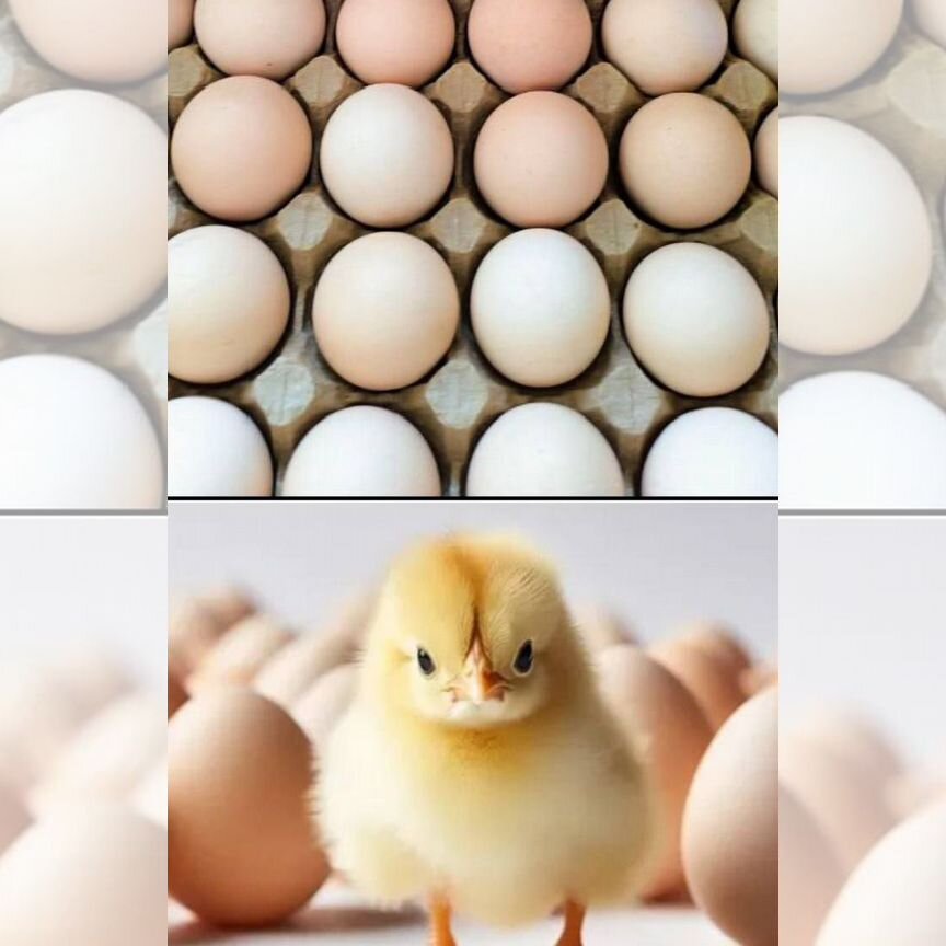 Инкубационное яйцо