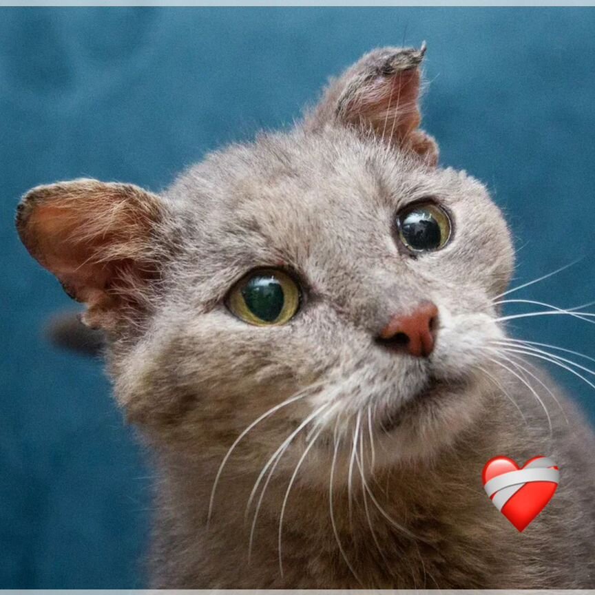 Шеги в поисках дома