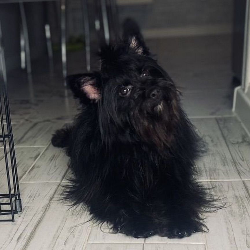 Щенок от частного владельца