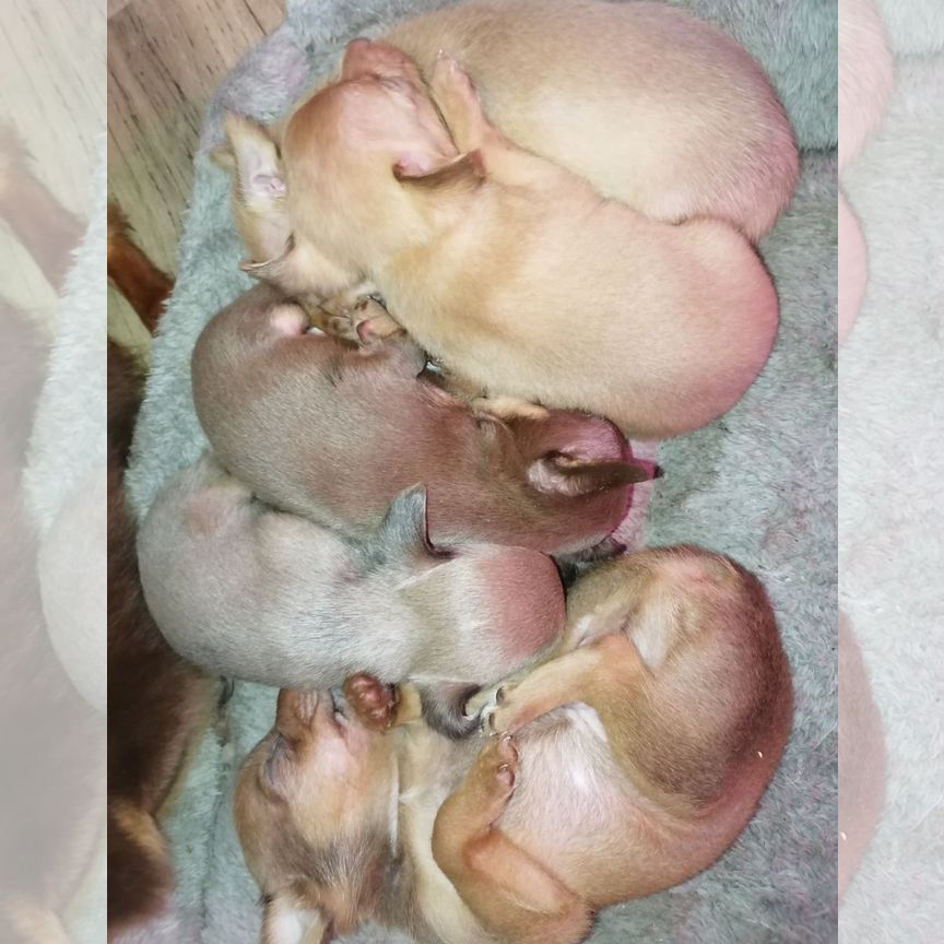 Русский той-терьер, щенок