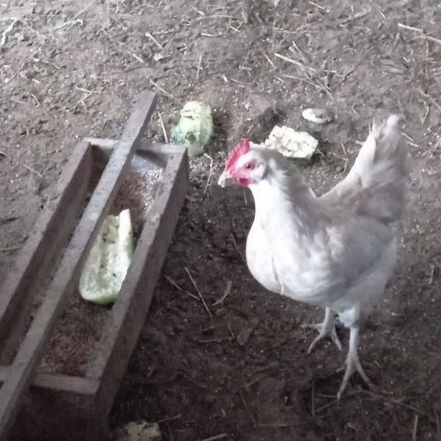 Клуша Курица