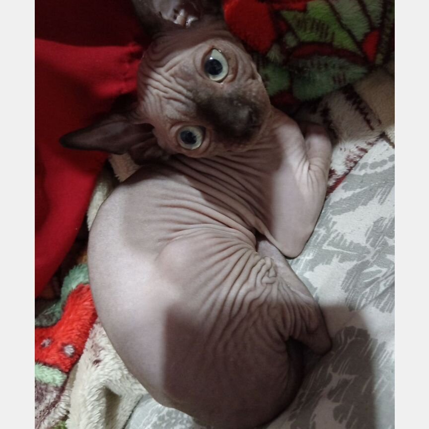 Канадский сфинкс котенок