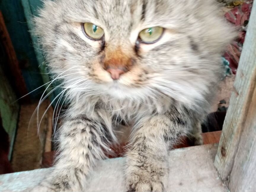 Отдам кошечку в добрые руки