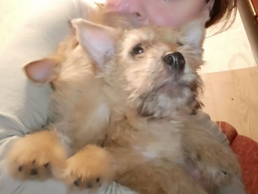 Щенки норвич терьера