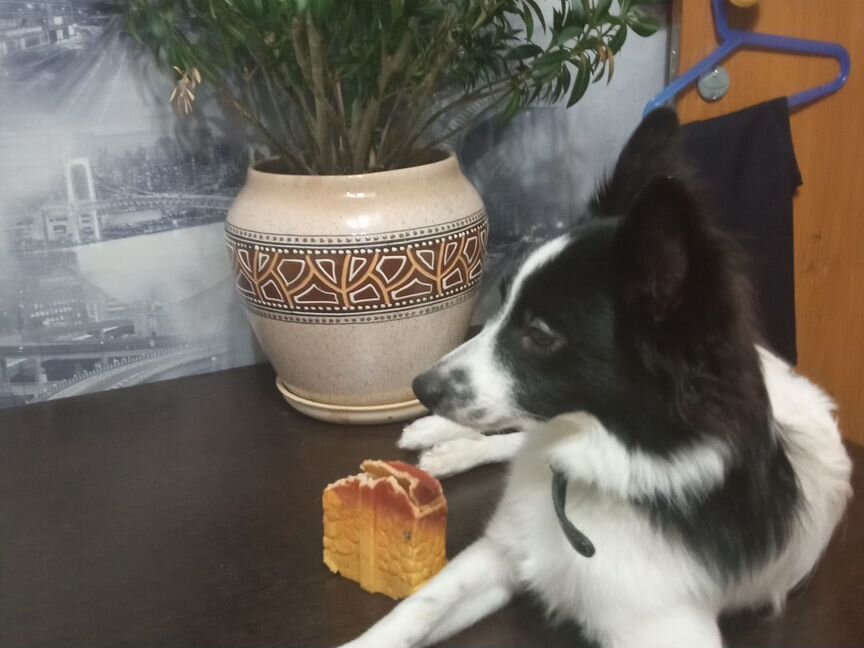 Собака в добрые руки, щенок