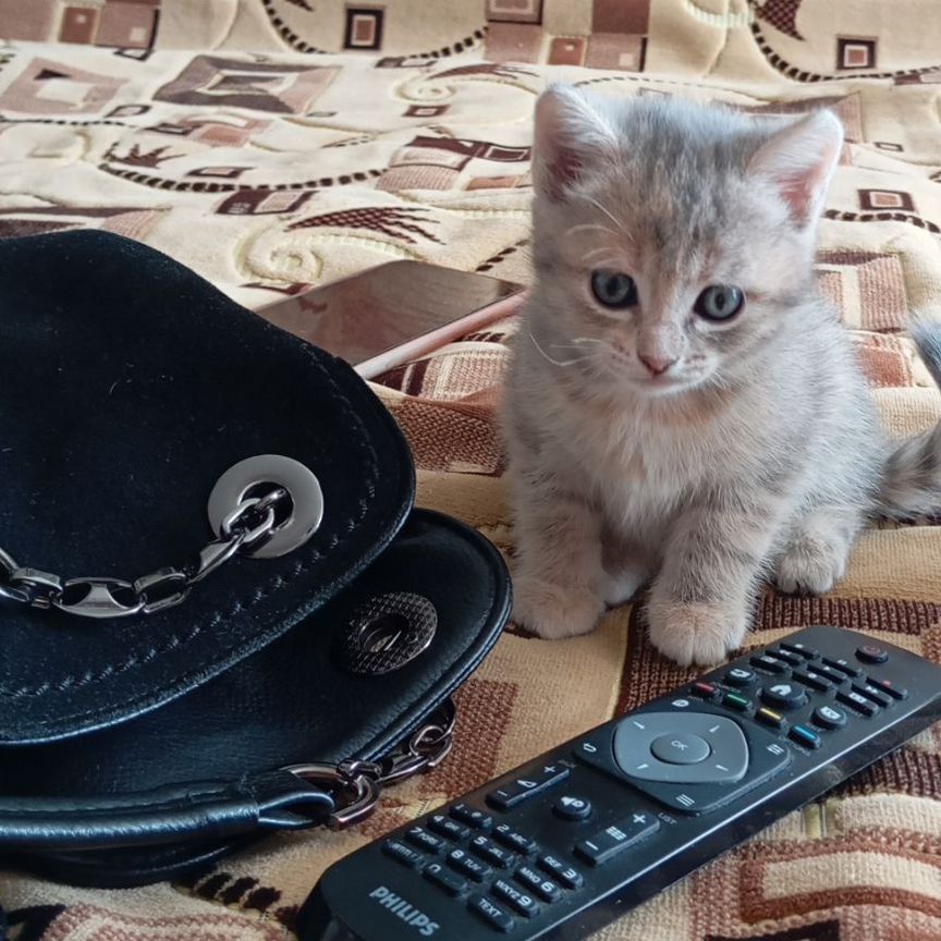 Котёнок в добрые руки