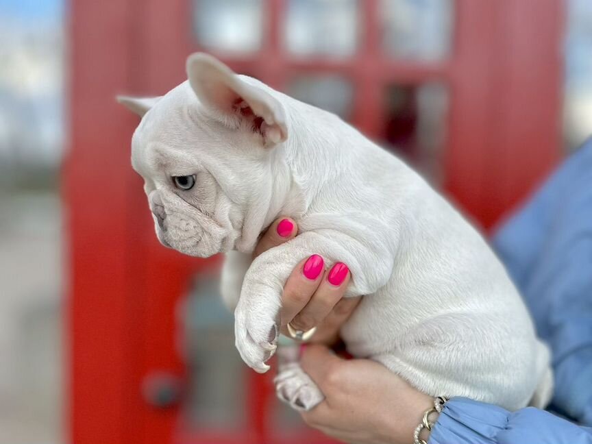 Французский бульдог щенки