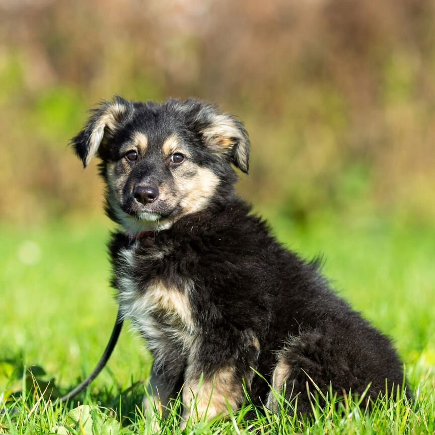 Щенок Эльза, 2,5 месяца в добрые руки. Бесплатно
