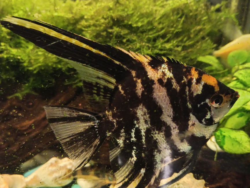 Рыбы в аквариум. Скалярии, гурамия, тернеция