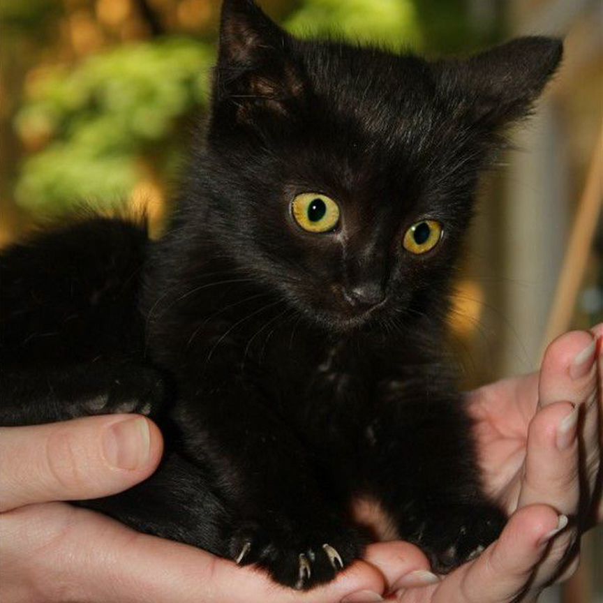 Черный котенок вислоухий
