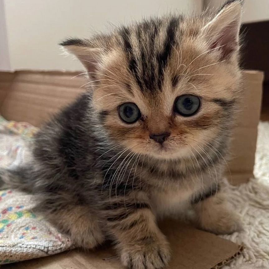 Шотландские британские котята
