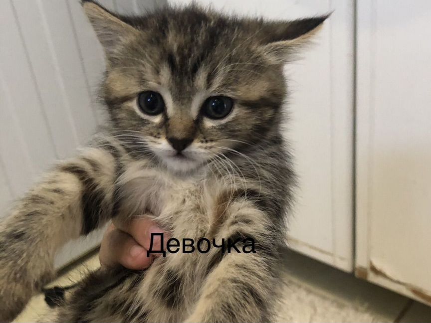 Британские котята